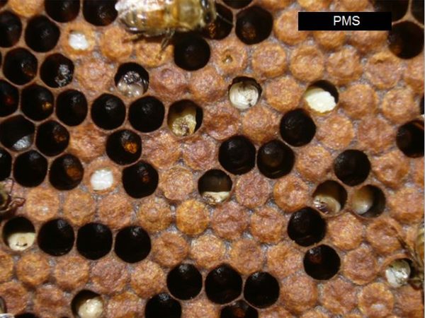 Parasitic Mite Syndrome - Mimi's Bees